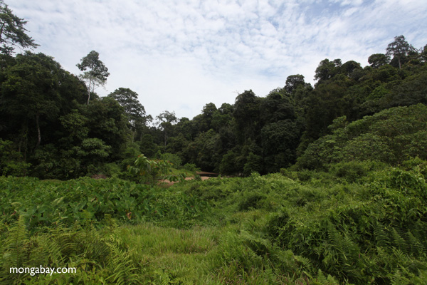 Spesies Terlupakan: Si Kelinci Belang Sumatera