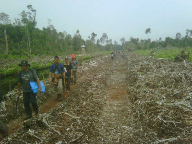 Tim Verifikasi Belum Nilai Amdal Ekspansi Lahan PT RAPP di Pulau Padang