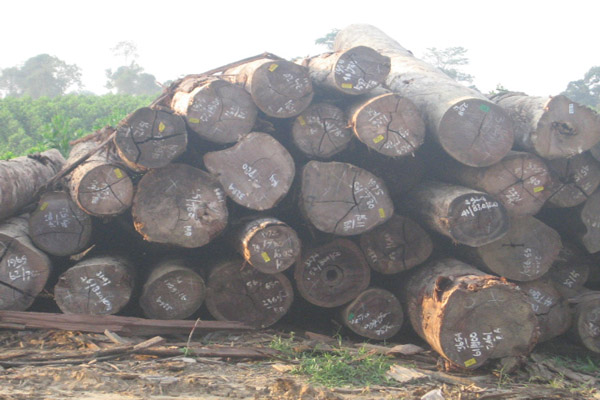 Pabrik Pulp Raksasa di Sumsel Bahayakan Hutan Alam Sekitar