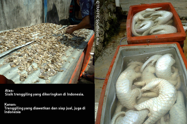 Trenggiling Bukan Obat Kuat dan Penjaga Gengsi, Juga Bukan Untuk Sup ...