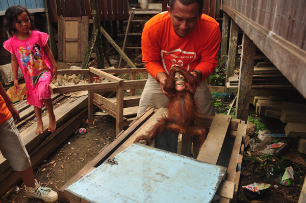 Laporan: Pebisnis Sawit Indofood Agri Disinyalir Ratakan Habitat ...