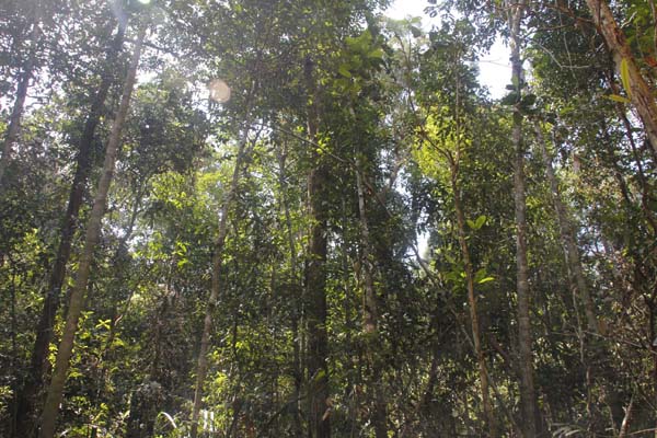 Desa Segamai Akhirnya Resmi Menerima Hak Kelola Hutan Desa dari ...