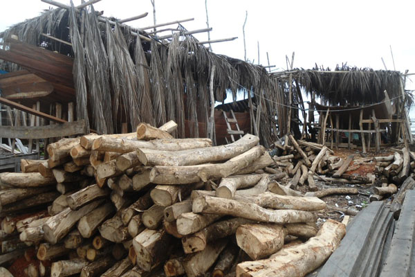 Perahu Phinisi, Antara Sejarah dan Hutan Kajang yang Terancam