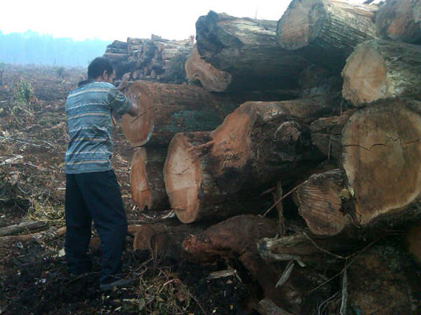 Foto: Penebangan Hutan Alam di Pulau Padang Oleh RAPP
