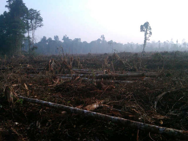 Foto: Penebangan Hutan Alam di Pulau Padang Oleh RAPP