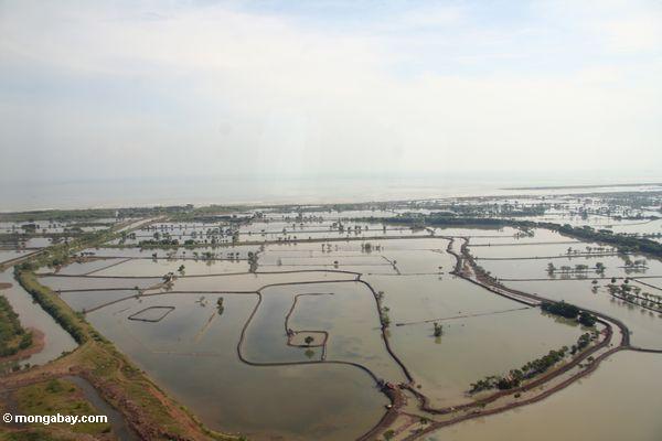 Ekonomi Lingkungan: Pilih Mangrove atau Tambak?