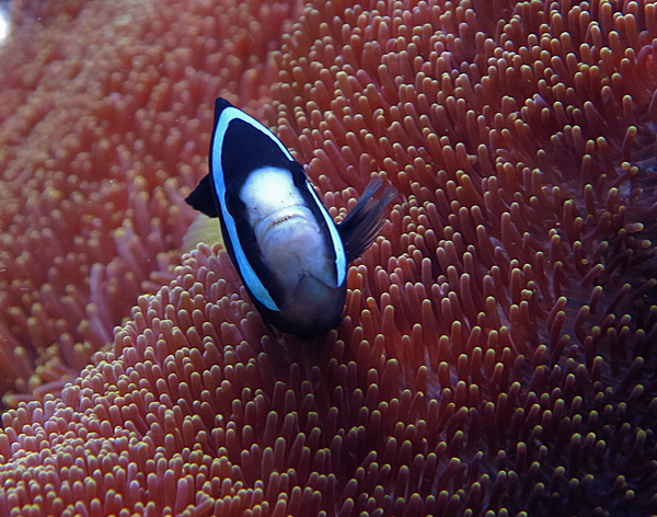 Foto: Kisah Keunikan Si Ikan Badut dan Anemon Perairan Indonesia