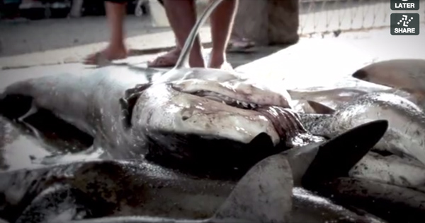 Video: Mari Hentikan Praktek Pembunuhan Hiu dan Pari Manta Indonesia