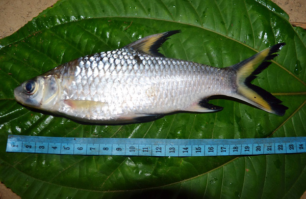 Sejumlah Spesies Ikan Baru dan Langka Ditemukan di Hutan Harapan Jambi