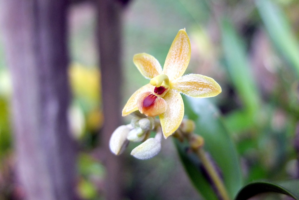 Menyelamatkan Anggrek Hutan, Menyelamatkan Kehidupan