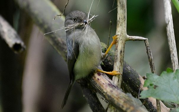 Cerecet Jawa, Si Imut Kecil dari Pegunungan Jawa
