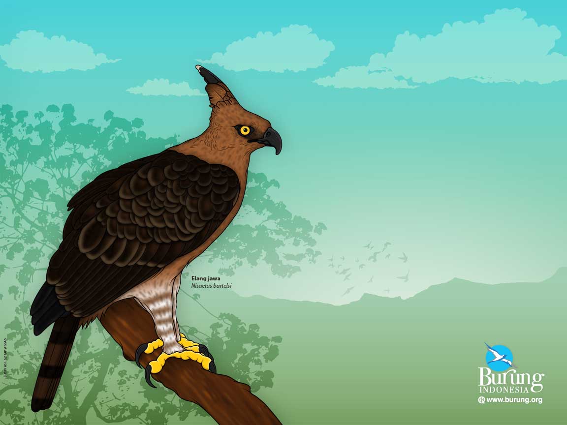 Elang Jawa, Inilah Sosok Asli Sang Garuda