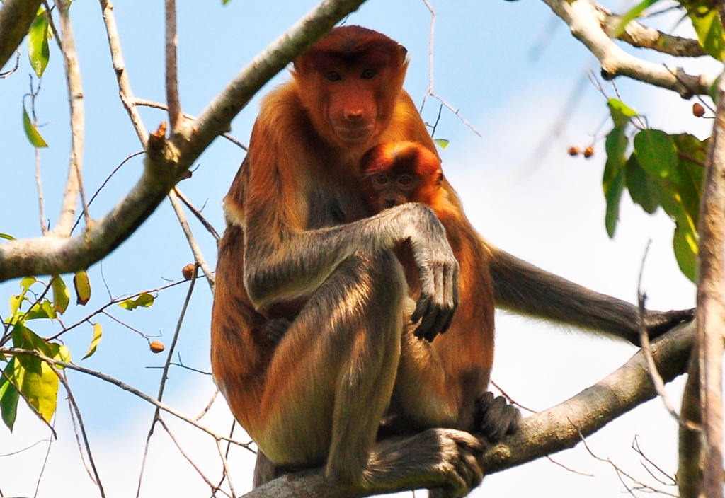 Enam Penganiaya Bekantan Itu Pekerja Kayu di Hutan