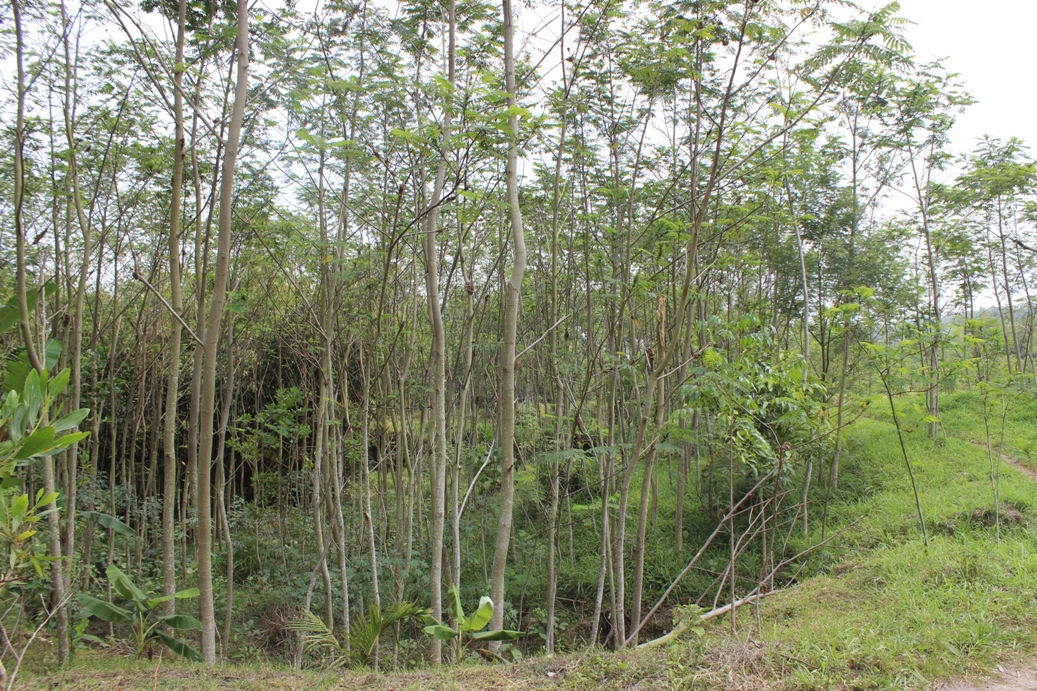 Peran Penting Hutan Rakyat Untuk Peningkatan Ekonomi Masyarakat ...