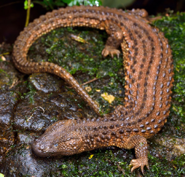 Lanthanotus borneensis, Biawak Misterius Tak Bertelinga Dari Kalimantan