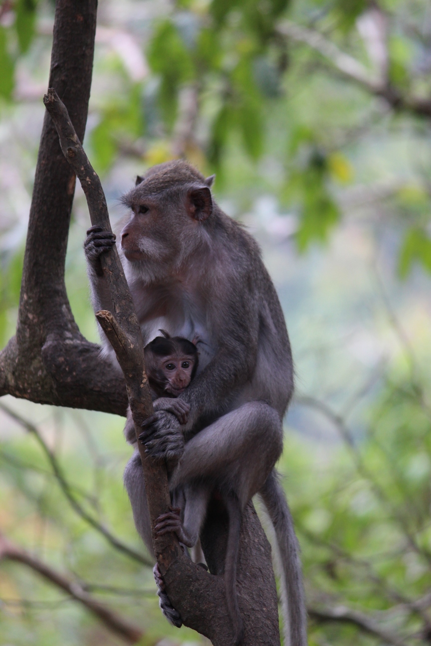 Mongabay Travel: Penat Terlepas di Pusuk Pass