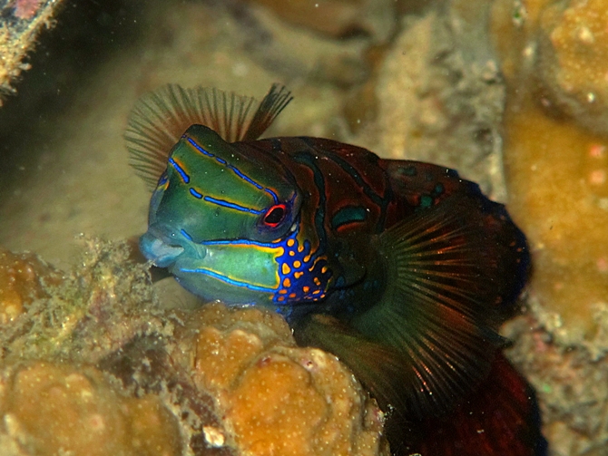 Ikan Mandarin, Si Jelita Dari Lautan