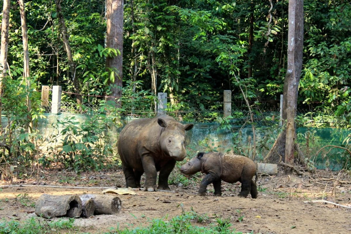 Lestarikan! Dua Jenis Badak Ini Sudah Diambang Kepunahan