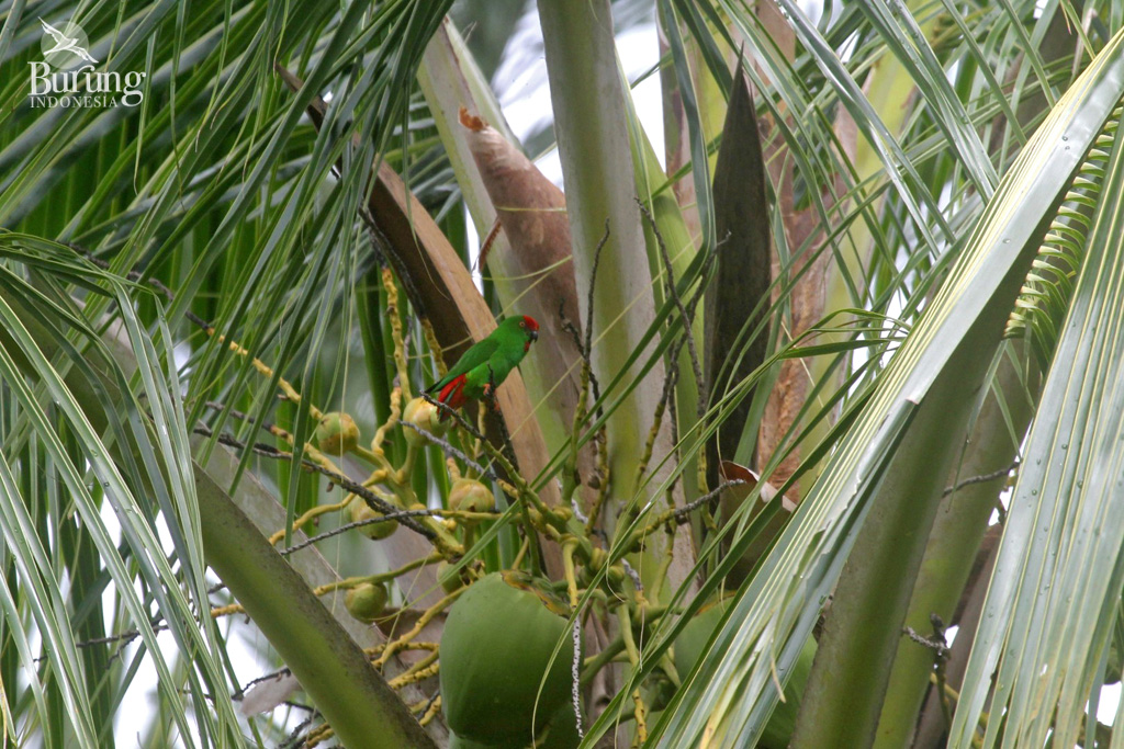 Inilah Si Hijau-Merah Endemis Pulau Sangihe