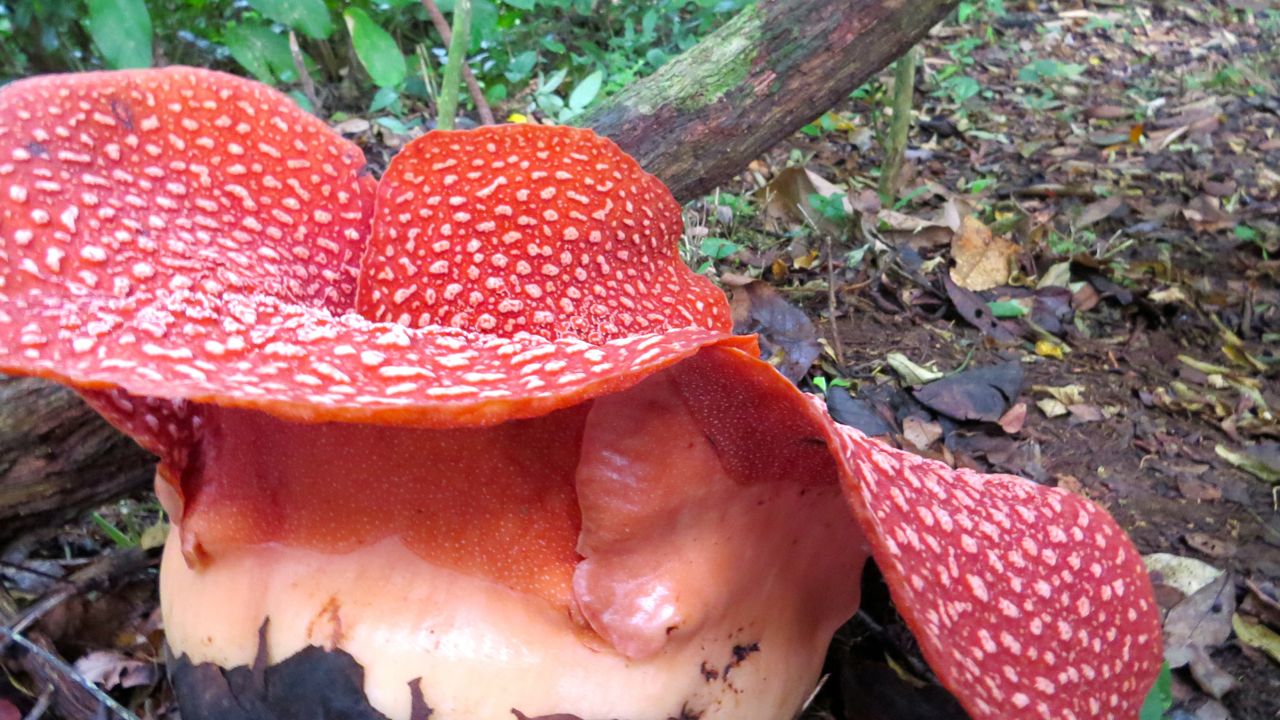 Foto: Inilah Keindahan Bunga Rafflesia yang Sedang Mekar di Alam