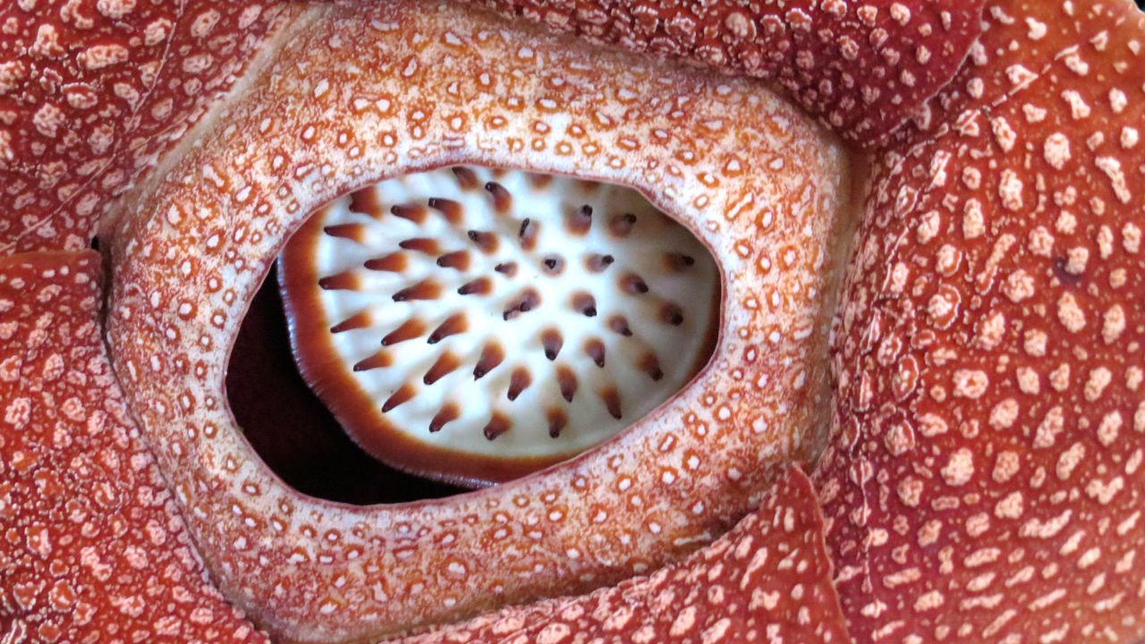 Foto: Inilah Keindahan Bunga Rafflesia yang Sedang Mekar di Alam