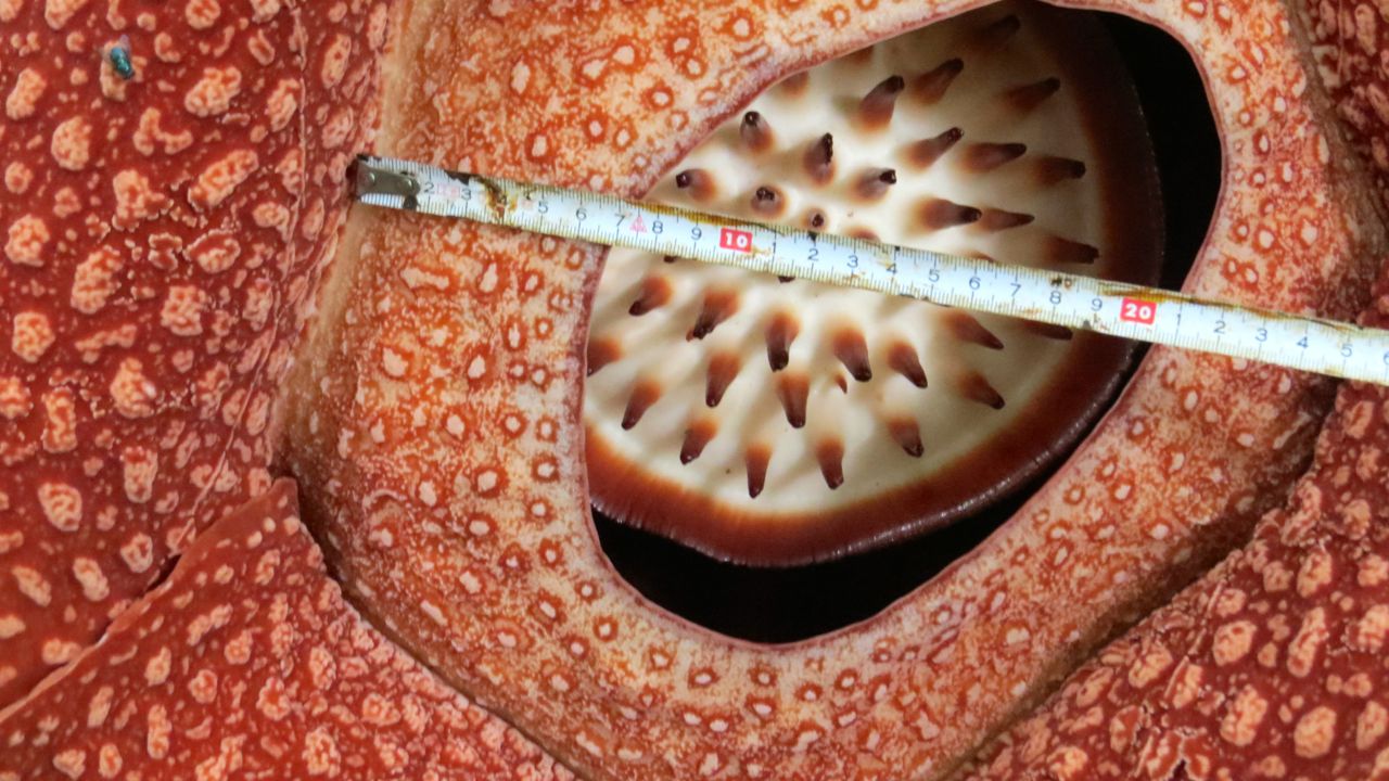 Foto: Inilah Keindahan Bunga Rafflesia yang Sedang Mekar di Alam