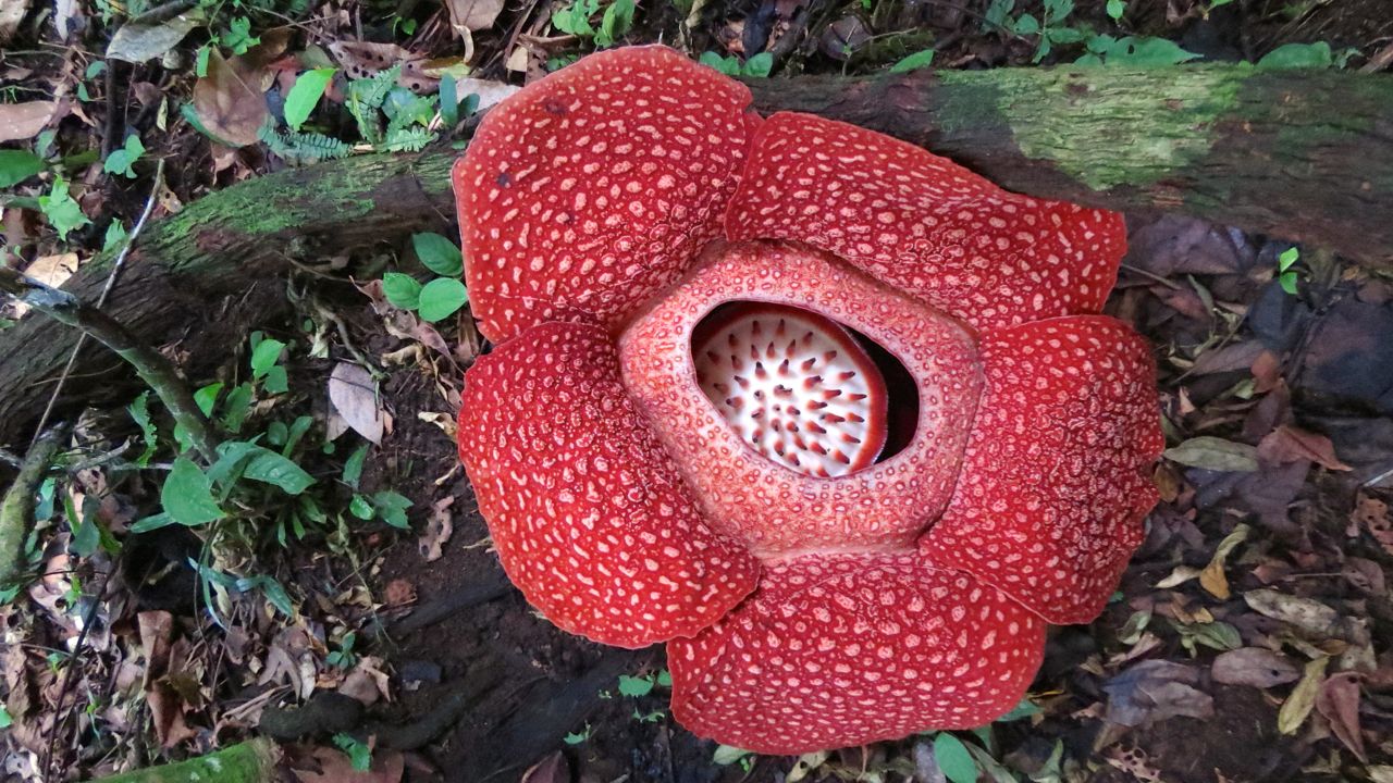 Foto: Inilah Keindahan Bunga Rafflesia yang Sedang Mekar di Alam
