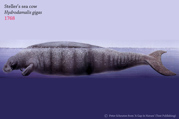 Inilah Satwa Laut yang Telah Punah