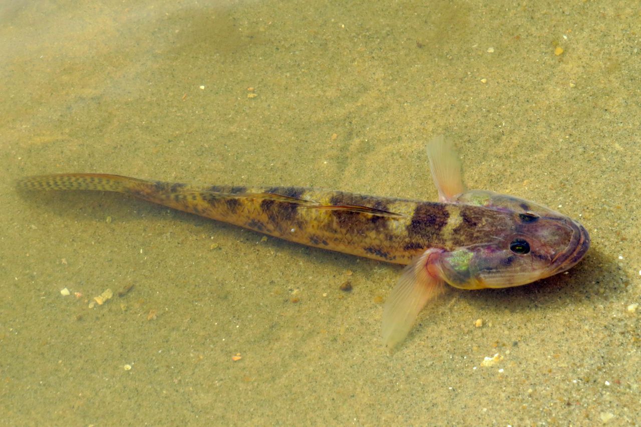 Manfaat Ikan Gabus, Sumber Protein Tinggi Penyembuh Penyakit