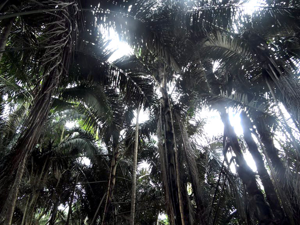 Hutan Rakyat yang Membanggakan Desa Rumbia