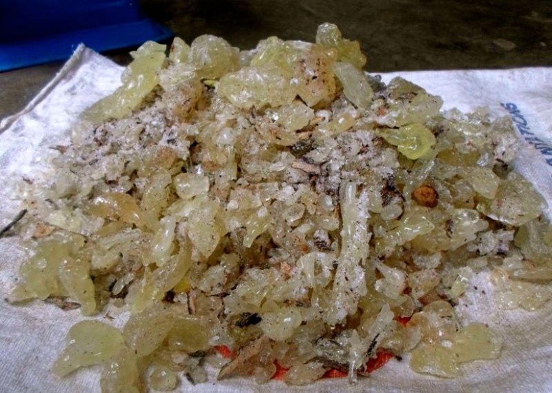 Repong, Cara Masyarakat Lampung Melestarikan Hutan