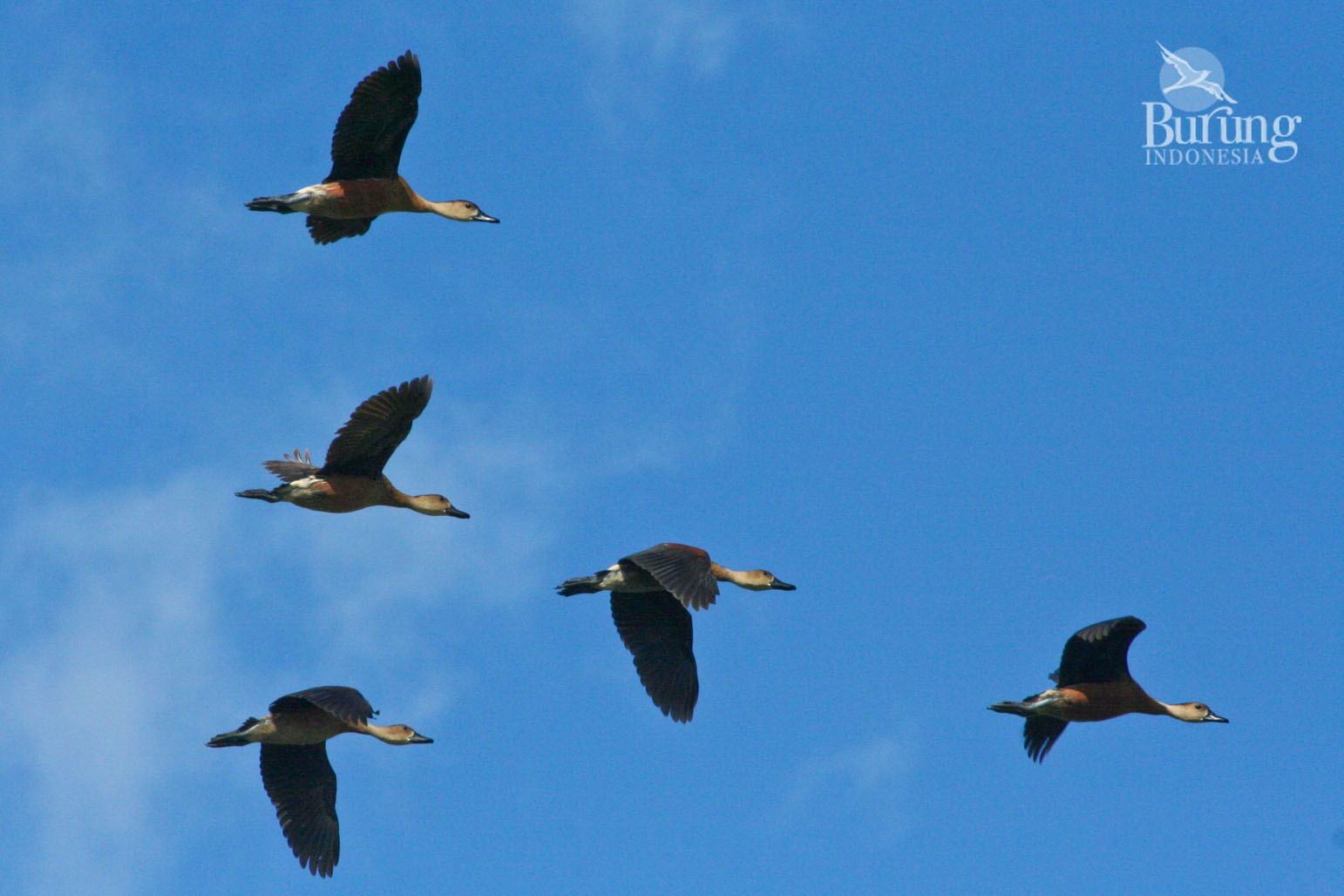 Pengaturan Energi ala Burung: Dari Bentuk Formasi, Terbang Melayang ...