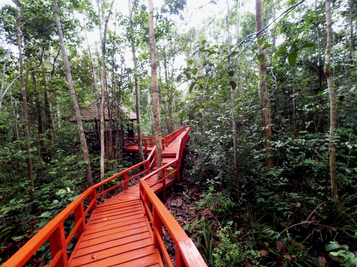 Mongabay Travel : Hutan Pelawan, Surga Di Tengah Bangka