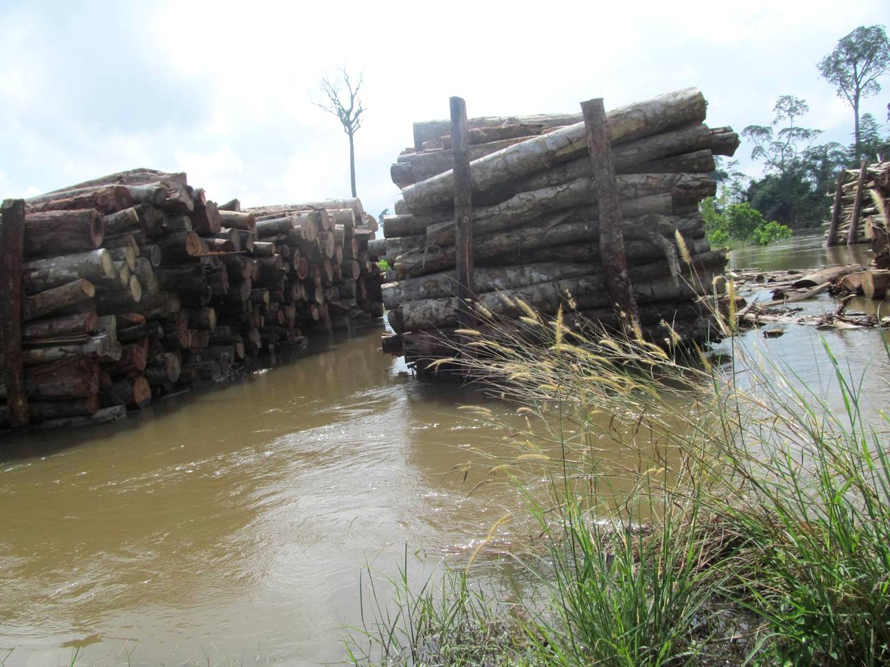 EoF Temukan APRIL Tebang Jalur Hijau Di Pelalawan