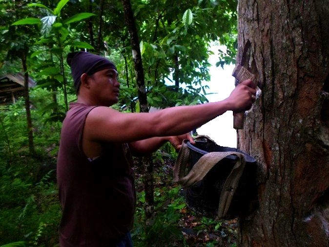 Belajar dari Pahmungan, Adat Terus Menjaga Repong Damar