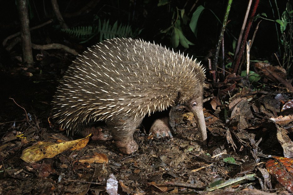 Ekidna, Hewan Aneh yang Nenek Moyangnya Sezaman Dinosaurus