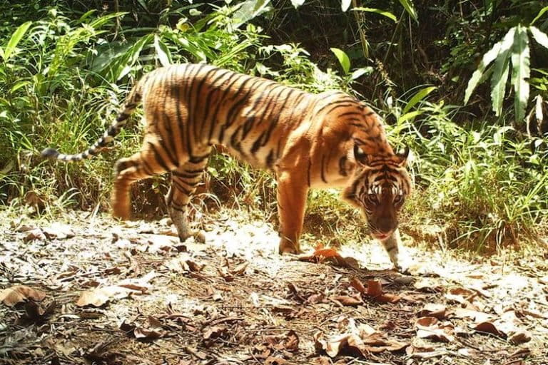 Di Sumatera Lima Jenis Kucing Liar Hidup di Satu Habitat. Bagaimana ...