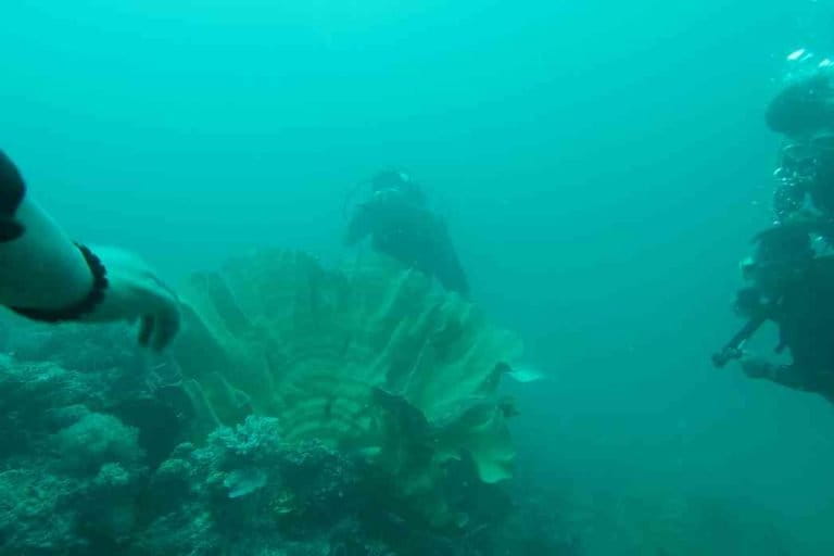 Beginilah Nasib Kima Di Takabonerate