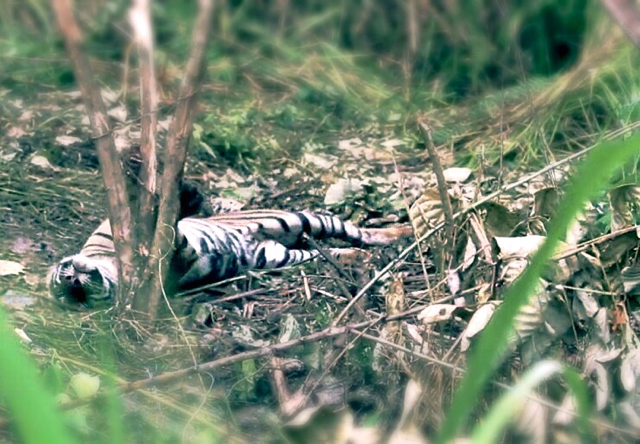 Masuk Kebun Warga, Harimau Ini Terkena Jeratan...