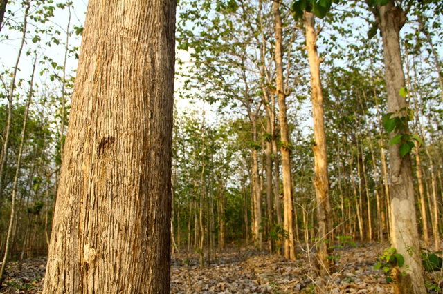 Wonolestari, Hutan Rakyat dari Selatan Jogja
