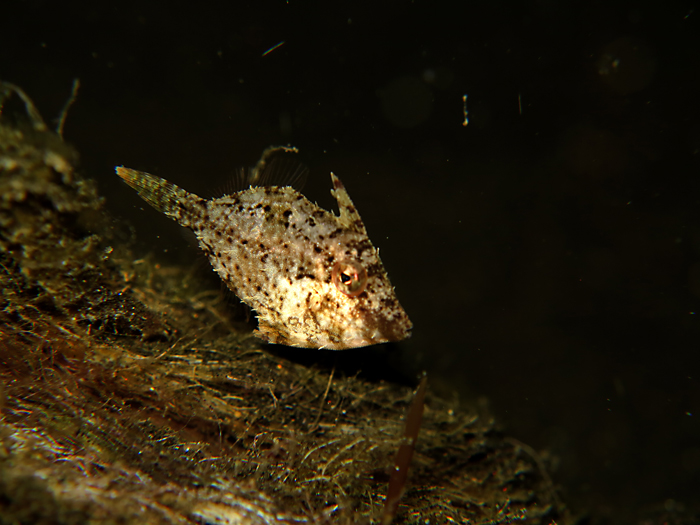 Filefish, Ikan Unik Dari Lautan