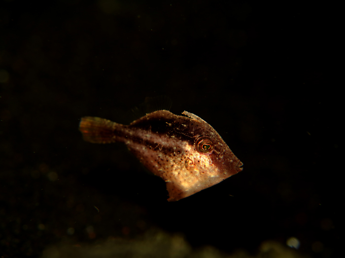 Filefish, Ikan Unik Dari Lautan