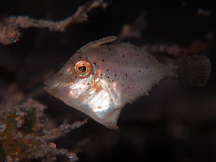 Filefish, Ikan Unik Dari Lautan