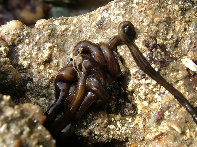 Benarkah Makhluk yang Terpanjang Itu Cacing?