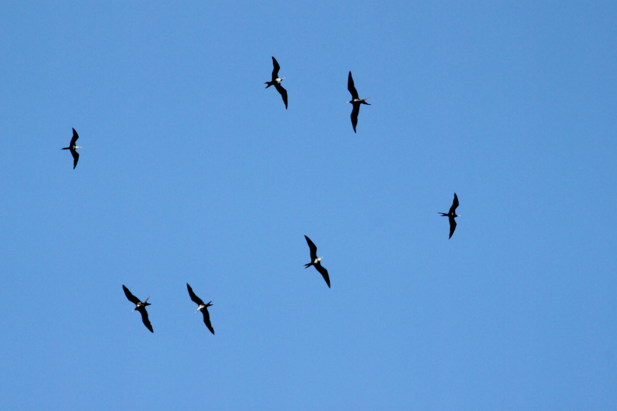 Sihir Ajaib Gerhana Matahari Total di Kapal Ekspedisi 2016