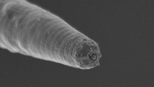 Di Bebatuan Perut Bumi, Makhluk Luar Biasa Ini Hidup