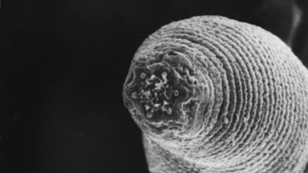 Di Bebatuan Perut Bumi, Makhluk Luar Biasa Ini Hidup