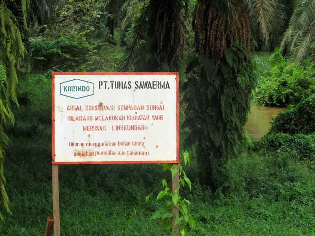 Berharap KPK Bongkar dan Tangani Masalah Sawit di Papua