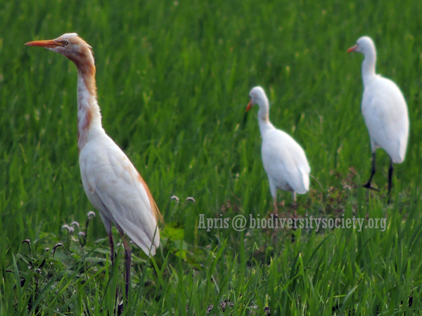 Begini Kondisi Habitat Blekok Di Tengah Pembangunan Bandung Teknopolis