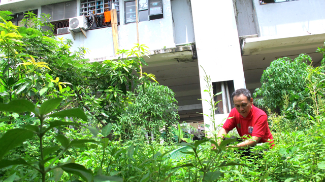 Mau Tetap Hijau di Lahan Sempit? Begini Caranya…